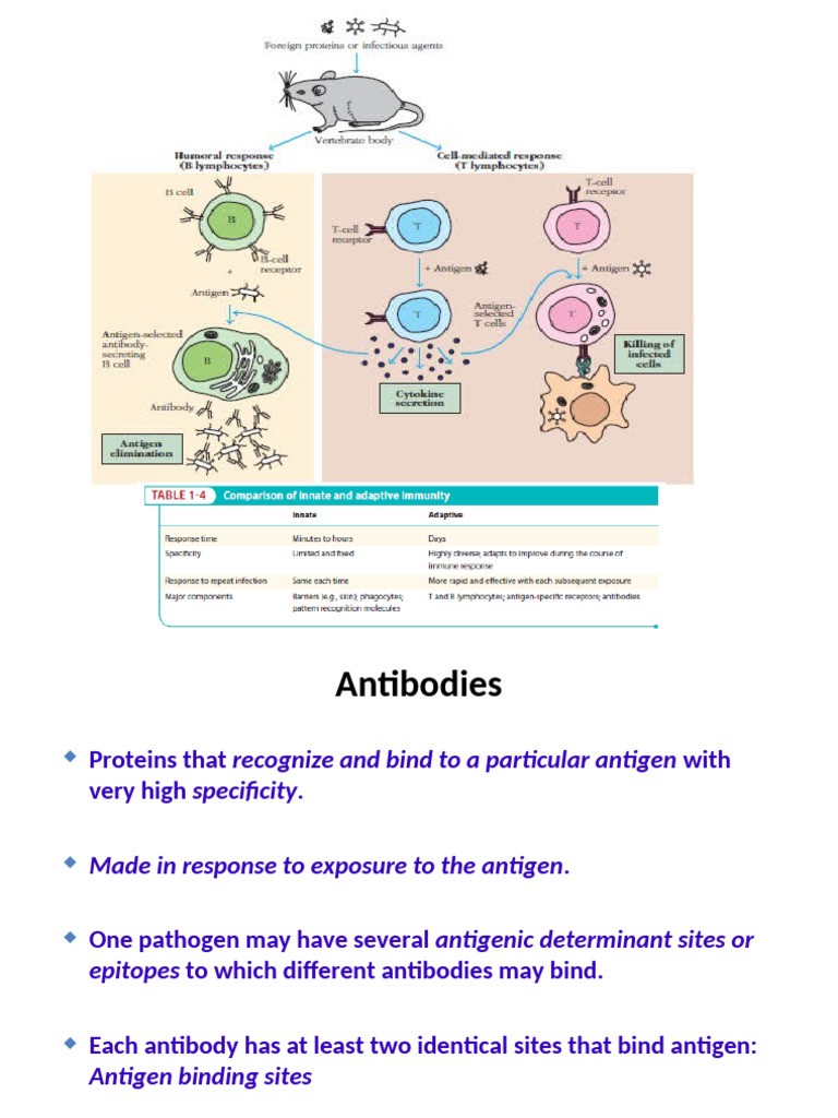 Understanding Antibodies: Structure & Function | PDF | Antibody ...