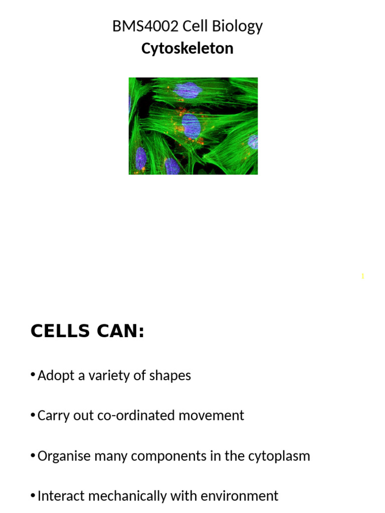 Cytoskeleton and Apoptosis | PDF | Cytoskeleton | Microtubule