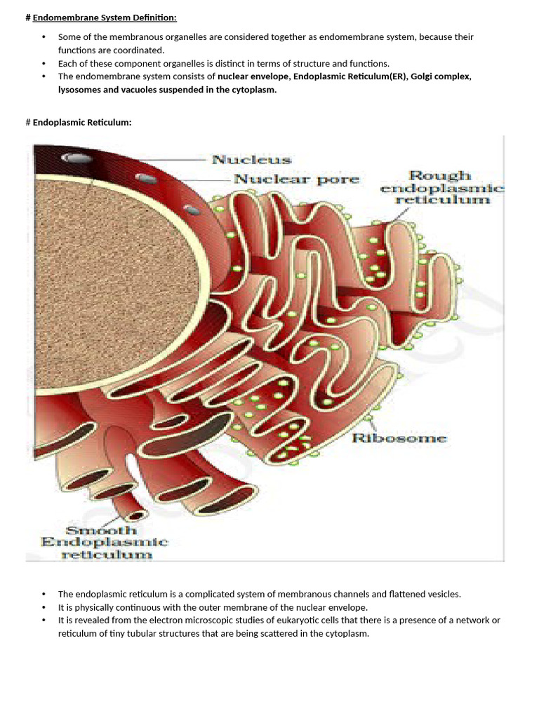 Overview of the Endomembrane System | PDF | Endoplasmic Reticulum | Vacuole