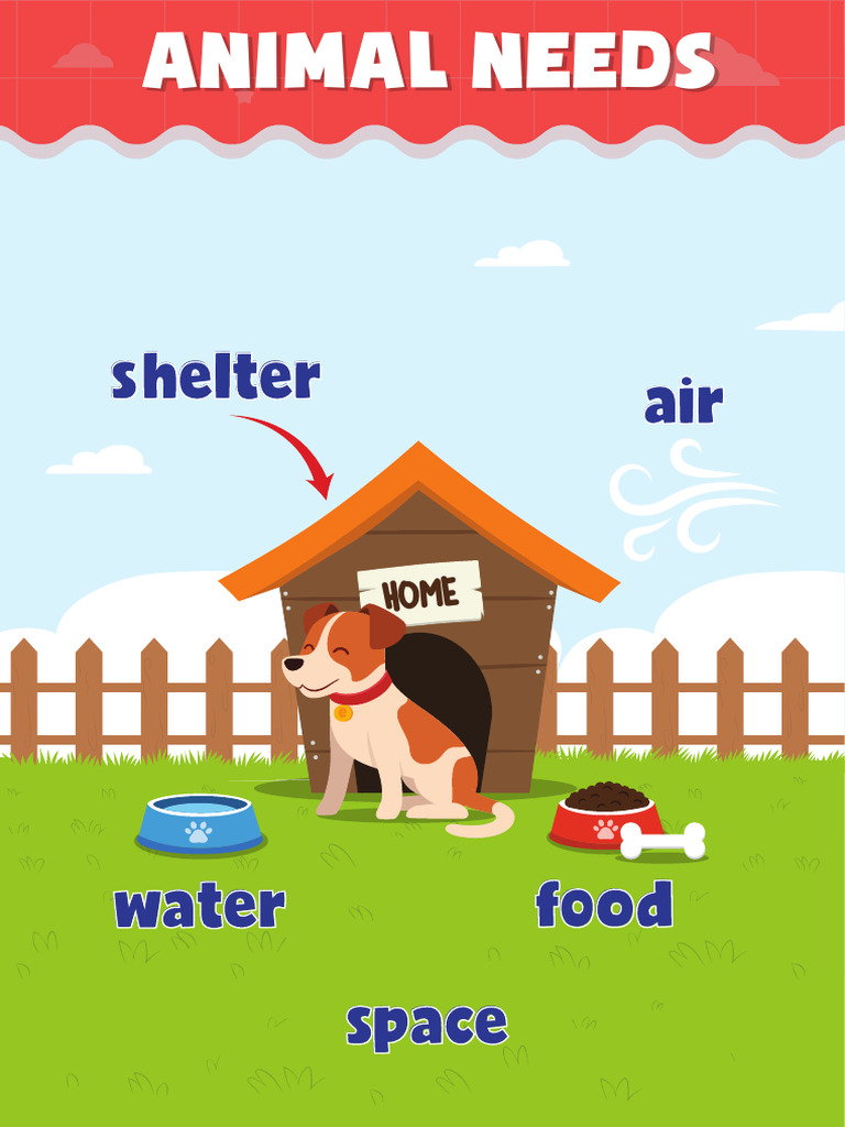 Lesson 2 - Animal Needs - Flashcard | PDF