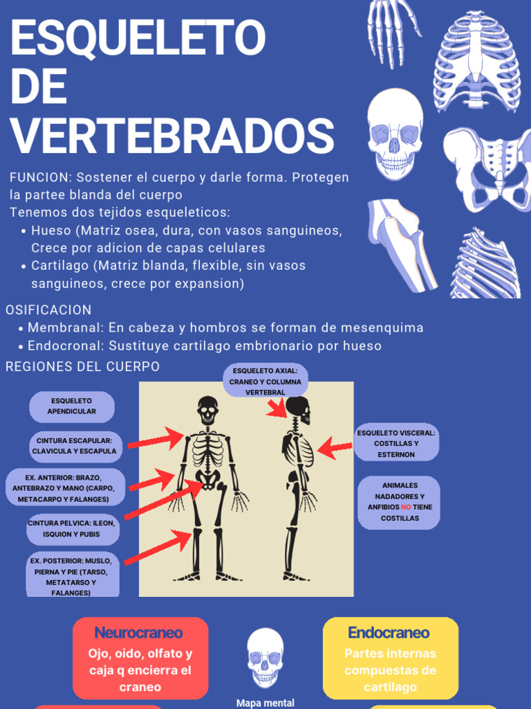 Esqueleto | PDF | Esqueleto | Hueso