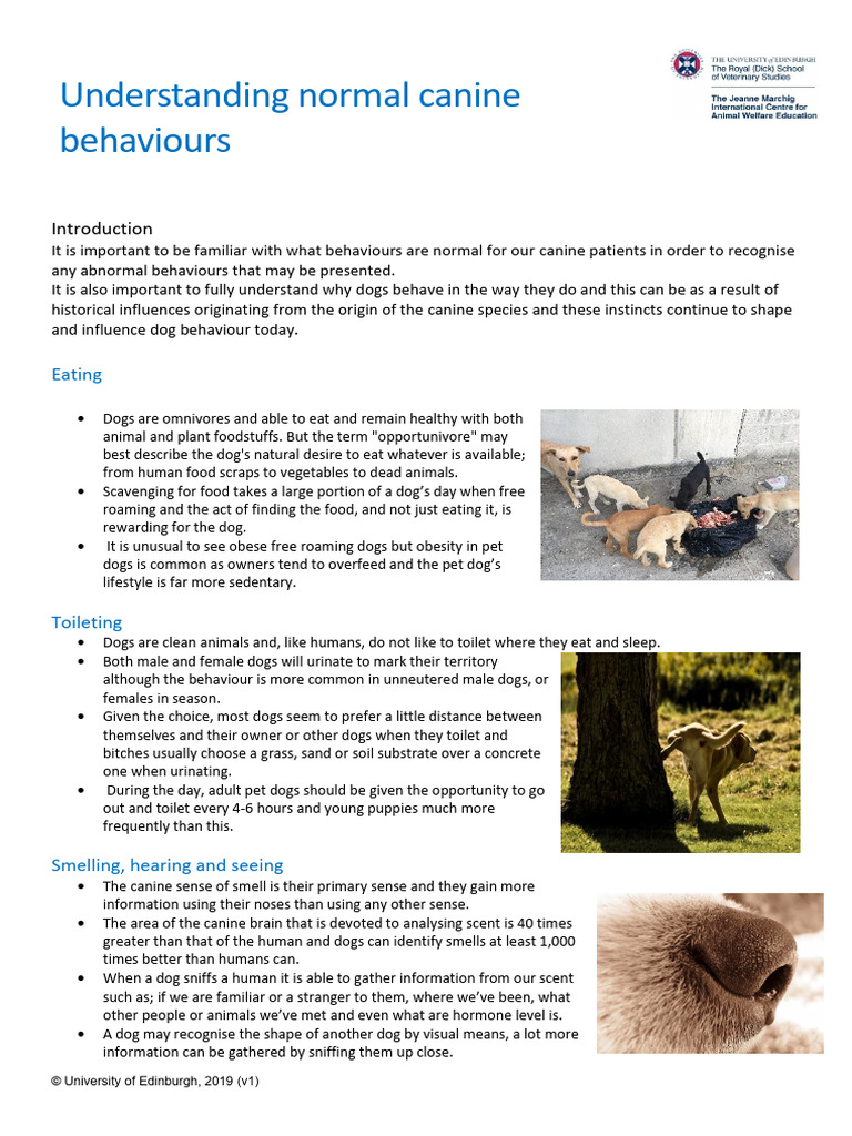 Understanding Canine Behavior Basics | PDF | Dogs | Zoology