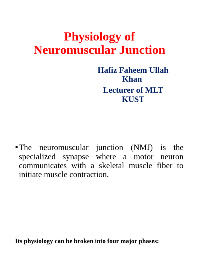 Neuromuscular Junction Physiology Explained | PDF
