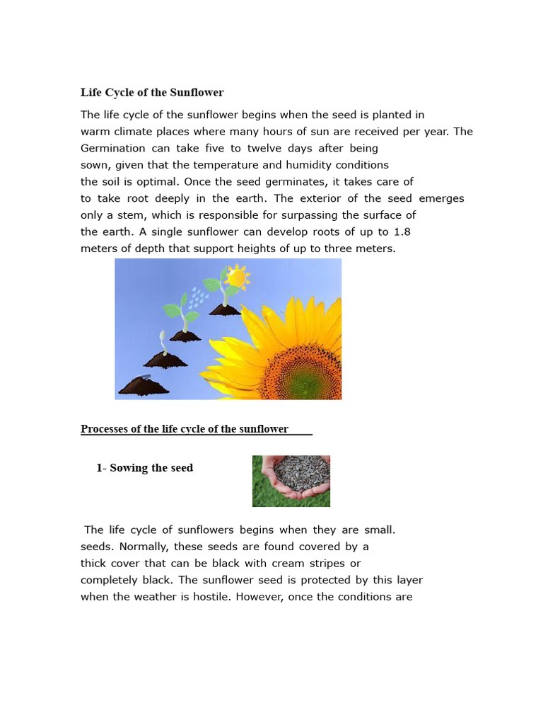Life Cycle of the Sunflower | PDF | Seed | Germination