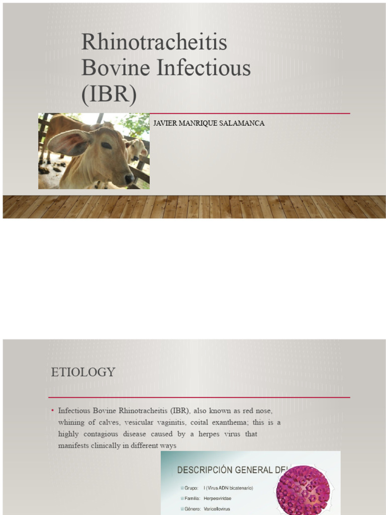 Infectious Bovine Rhinotracheitis (IBR) | PDF | Infection | Virus