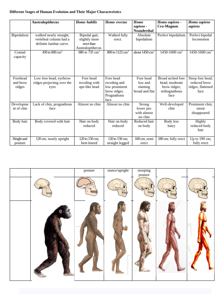 Evolution | PDF | Homo | Human Evolution