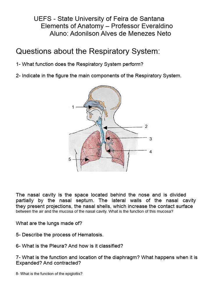 Questions - Respiratory System | PDF | Lung | Respiratory System