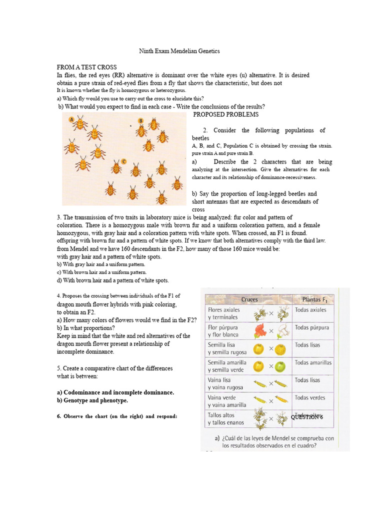 Mendelian Genetics Exam Questions | PDF | Dominance (Genetics) | Genotype