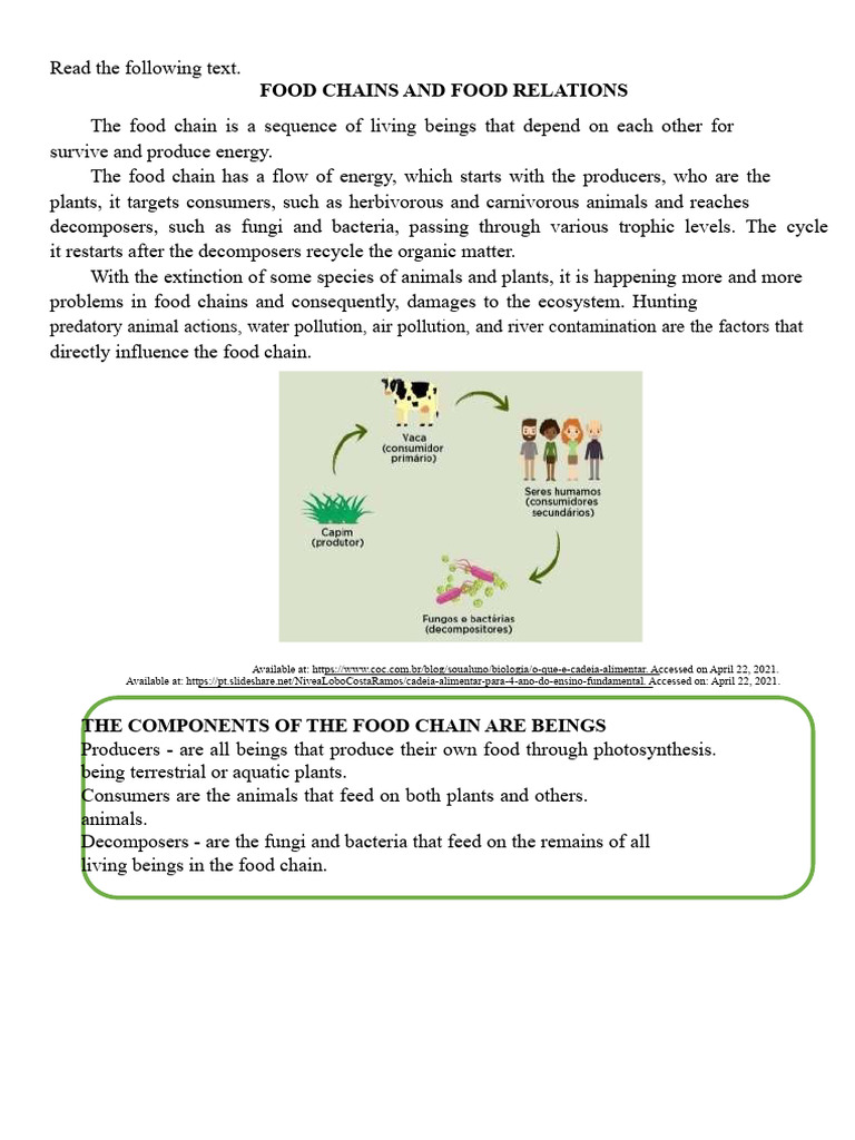 Food Chain 4th Grade Edited | PDF | Foods | Herbivore