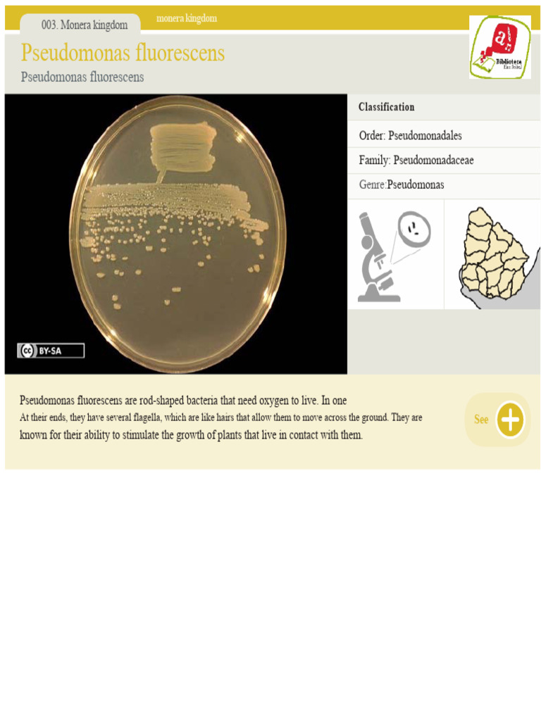 Pseudomonas Fluorescens | PDF | Bacteria | Pseudomonas