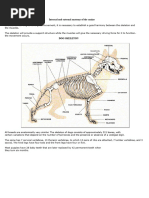 Dog Anatomy and Dissection Guide | PDF