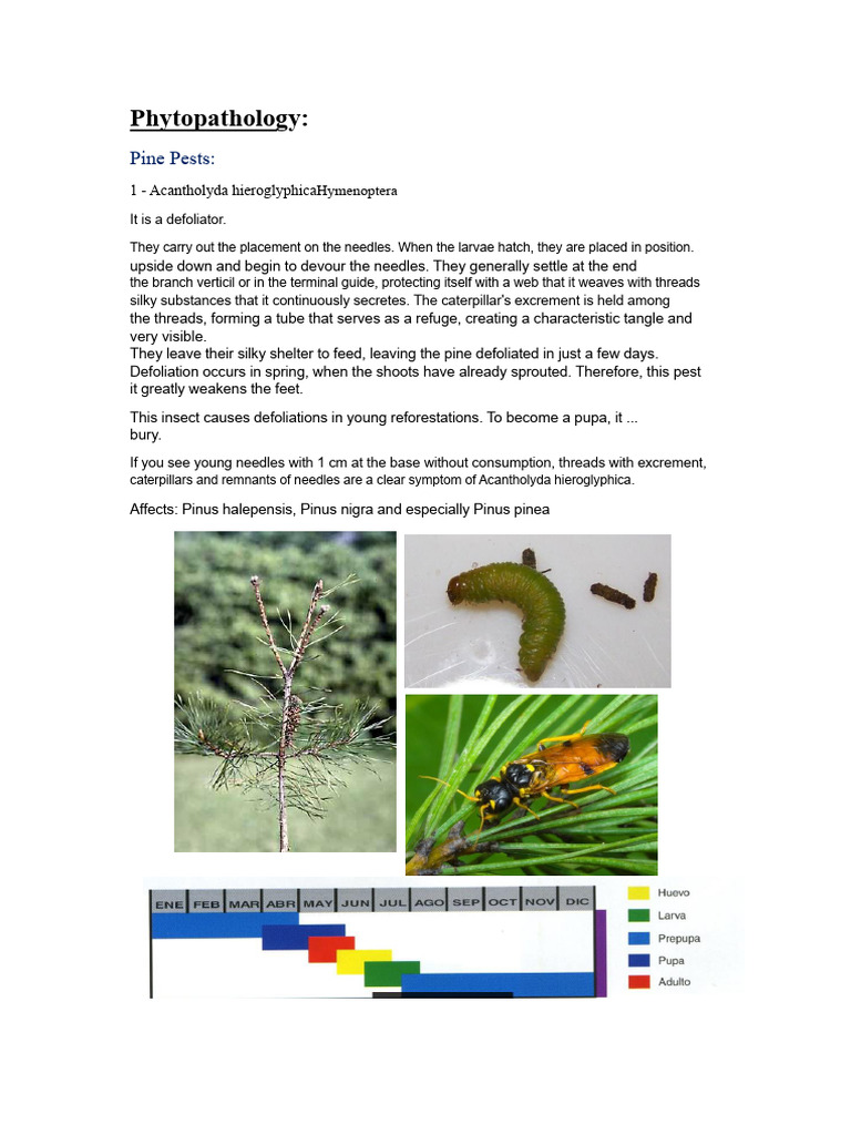 Pine Pest Identification and Damage Guide | PDF | Pine | Trees