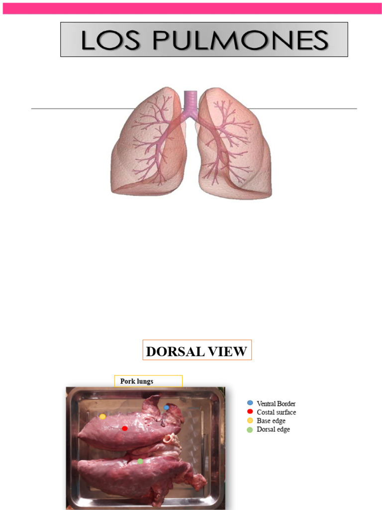 Lungs. | PDF | Lung | Respiratory System