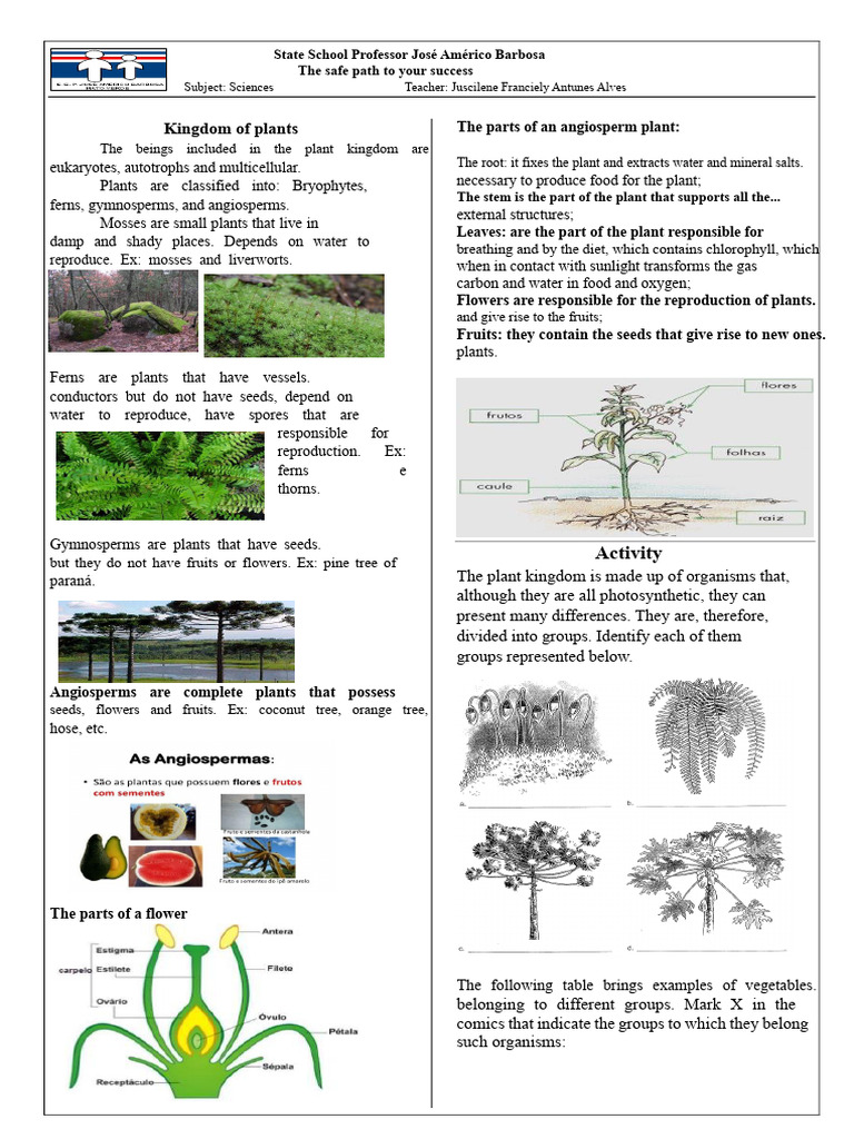 Summary and Activity About Plants | PDF | Plants | Botany