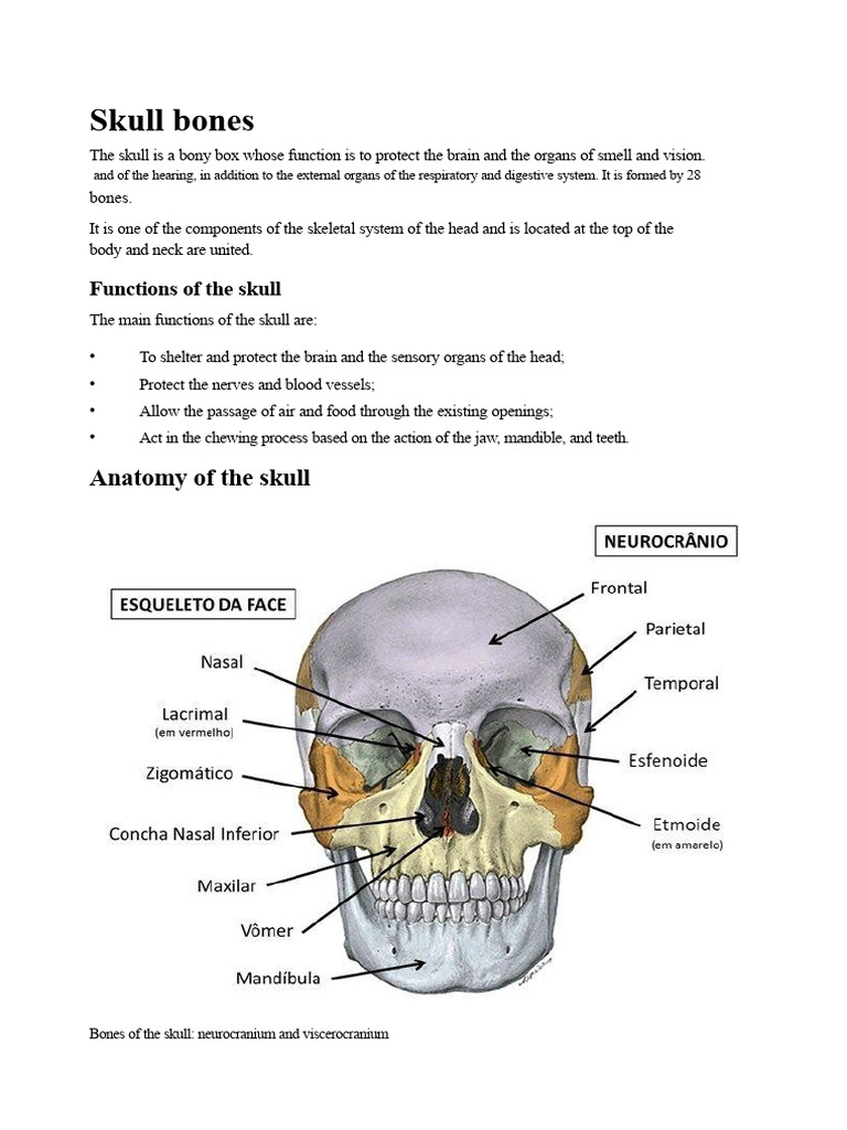 Class For PowerPoint Skull Bones | PDF | Skull | Human Nose