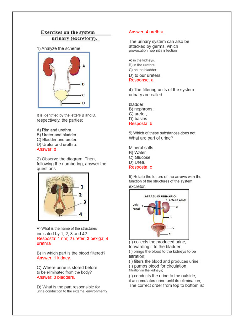 Urinary System Exercises and Analysis | PDF | Urinary System | Urine