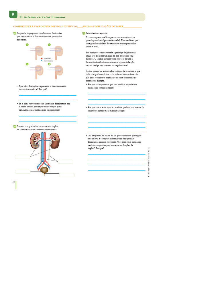 Atividade 09 - O Sistema Excretor Humano | PDF | Rim | Urina