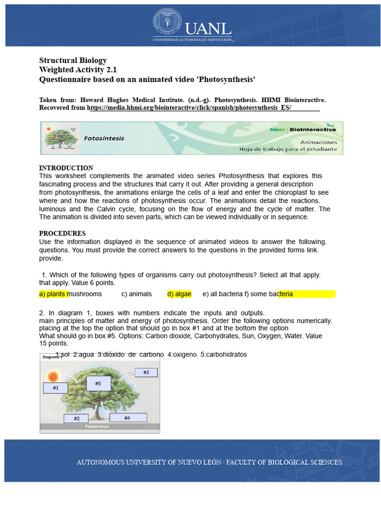 (Animated Video Photosynthesis) ANSWERED | PDF | Photosynthesis ...