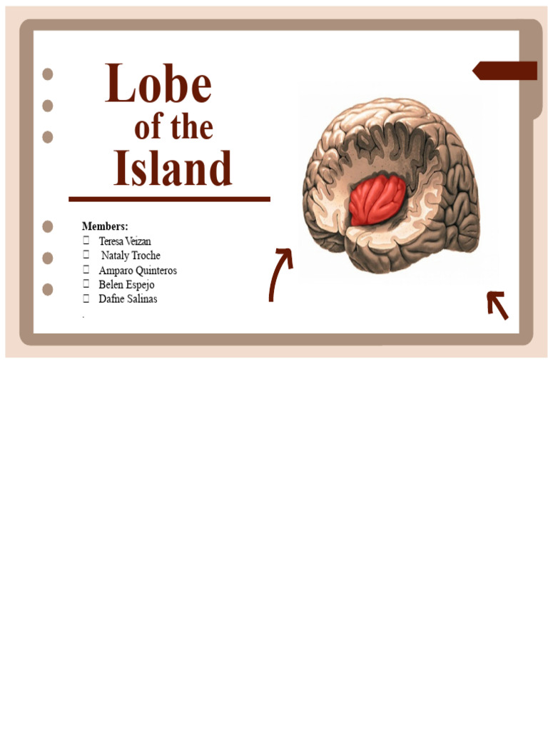 Lobe of the Insula | PDF | Insular Cortex | Parietal Lobe
