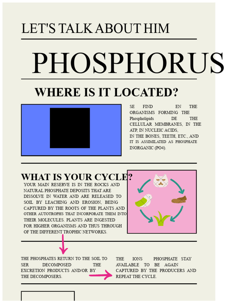 phosphorus cycle infographic | PDF