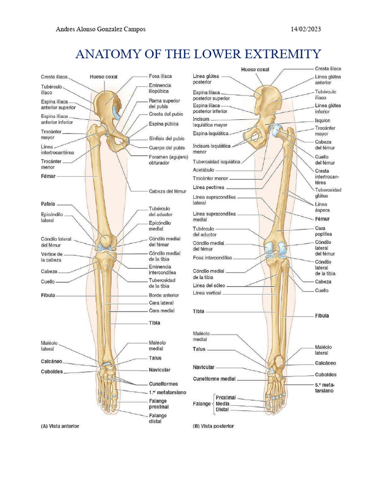 Anatomy of the Lower Extremity Bones | PDF | Knee | Human Leg