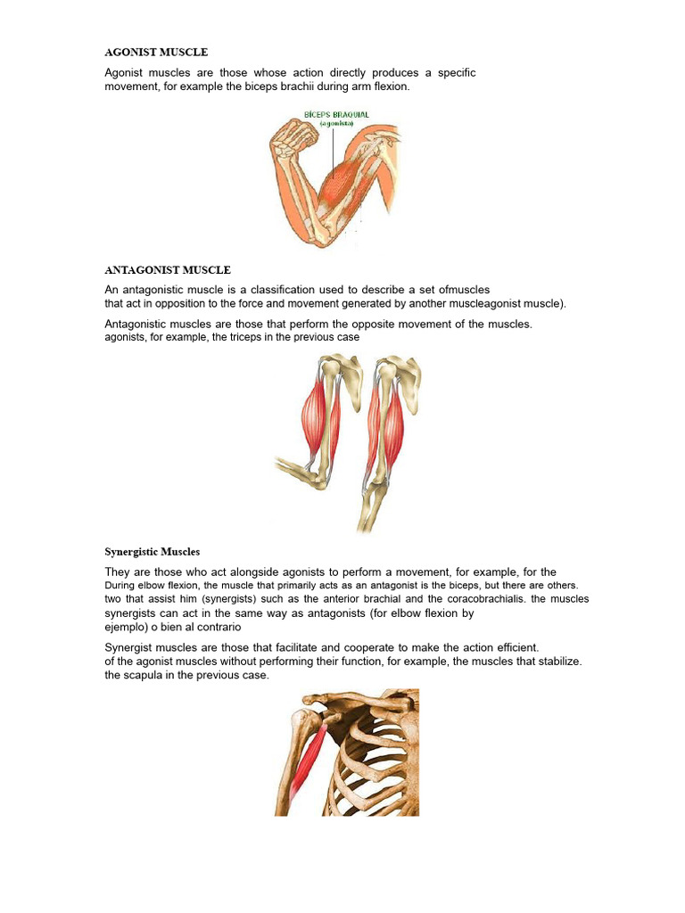 ANTAGONIST MUSCLE Agonists Synergists | PDF