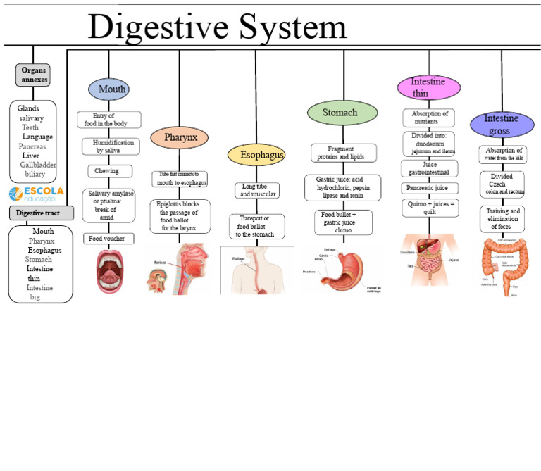 Mind map - Digestive system | PDF | Human Digestive System ...