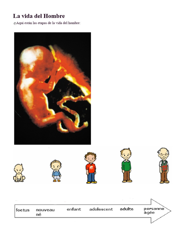 Etapas de la Vida Humana: Ciclo Vital | PDF