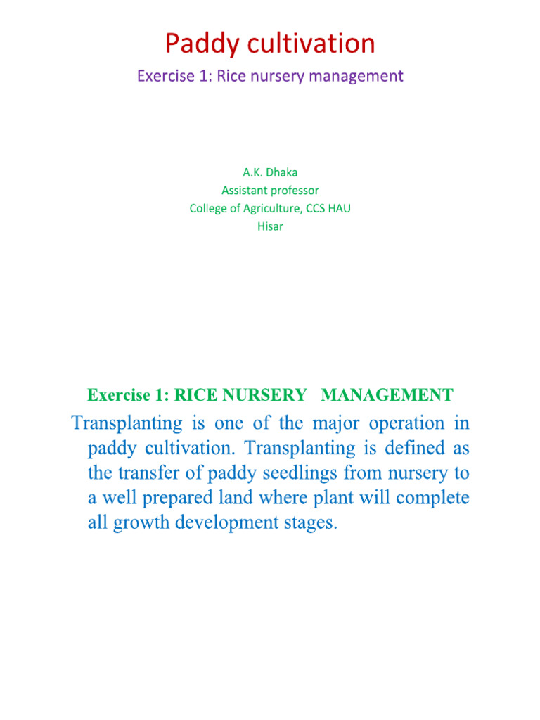Paddy Transplantation Practical | PDF