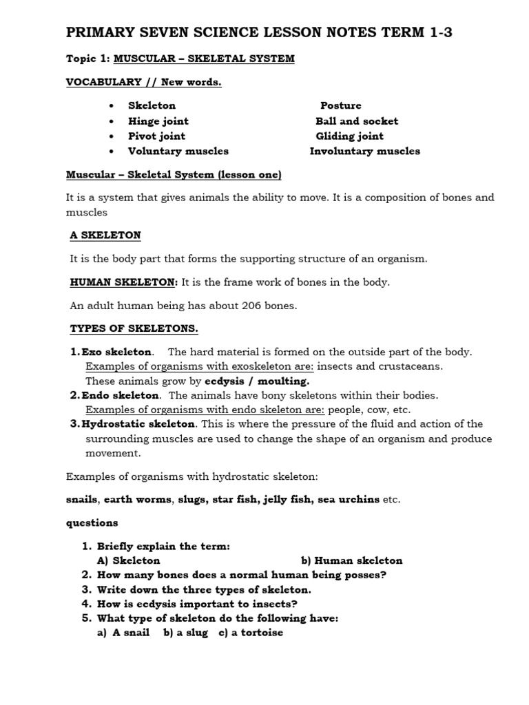 Primary Seven Science: Muscular-Skeletal System | PDF | Magnet | Lever