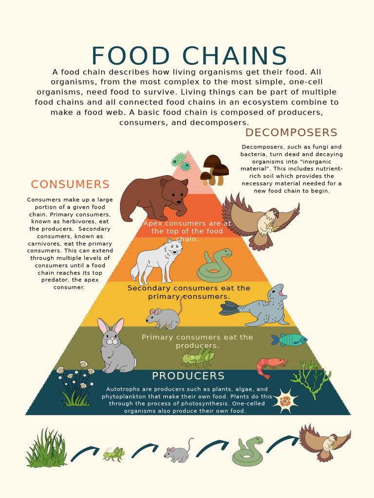 Food Chain Poster in Green and Orange Handdrawn Style | PDF