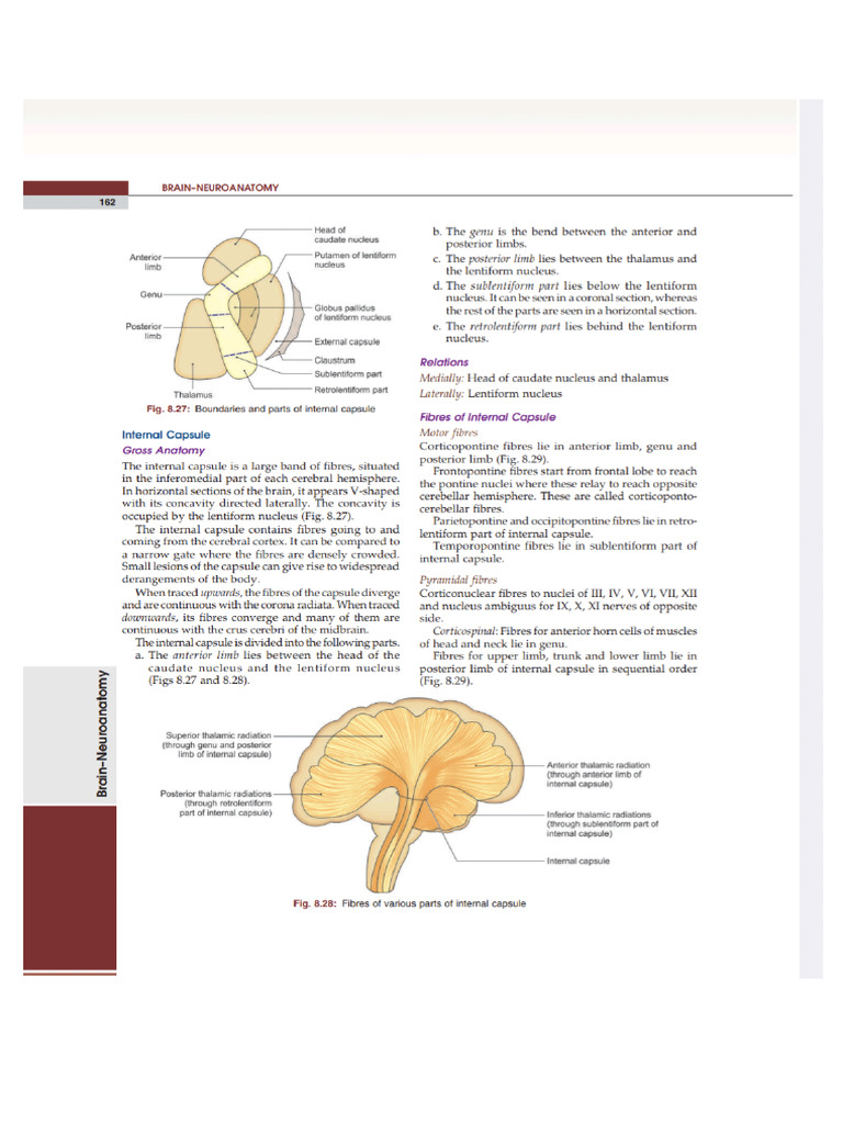 CHP 7 (Internal Capsule Vimp) | PDF
