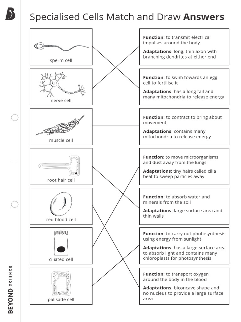 Specialised Cells Match and Draw With Descriptions Answers | PDF