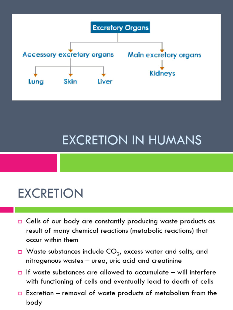 Human Excretion and Urinary System Overview | PDF | Kidney | Organ ...