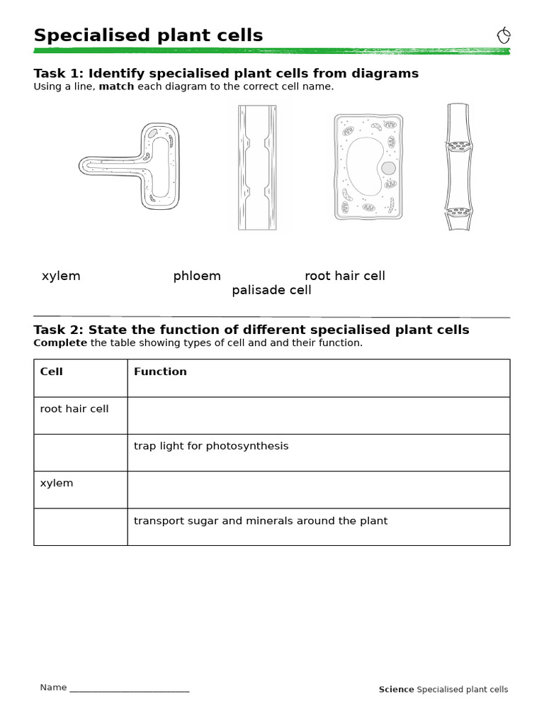Specialized Plant Cells and Their Functions | PDF | Plants | Leaf