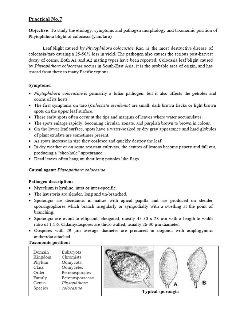 7 PPT 324 Practical Colocasia Blight | PDF | Microbiology | Branches Of Botany