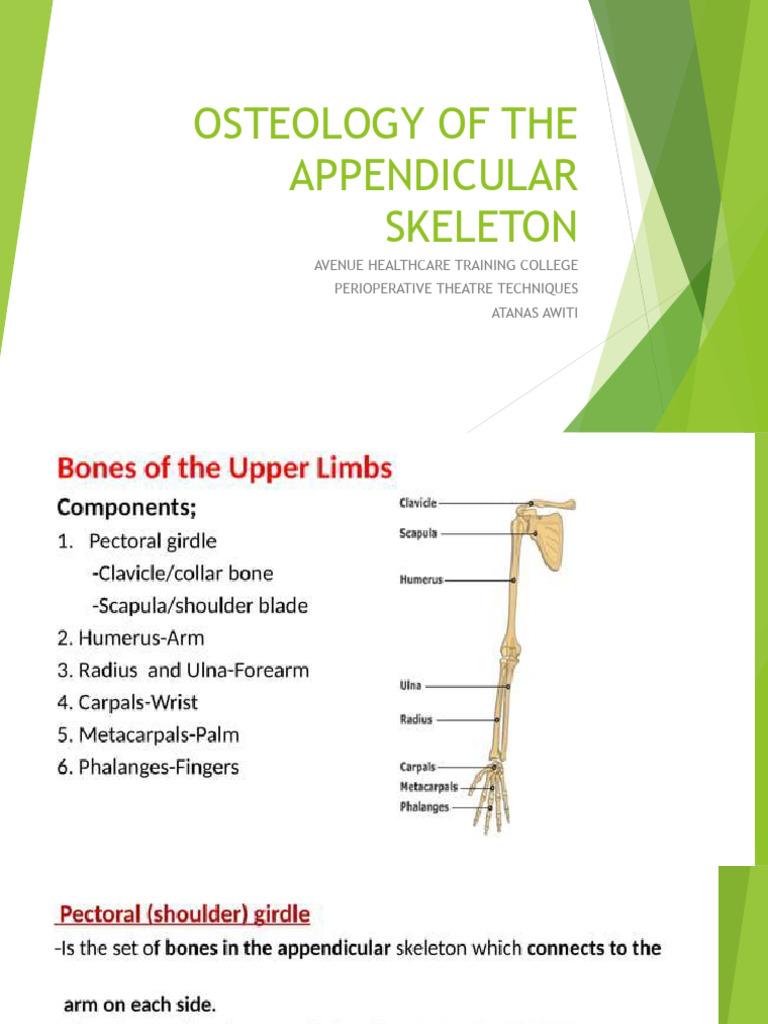 Osteology of the Appendicular Skeleton | PDF