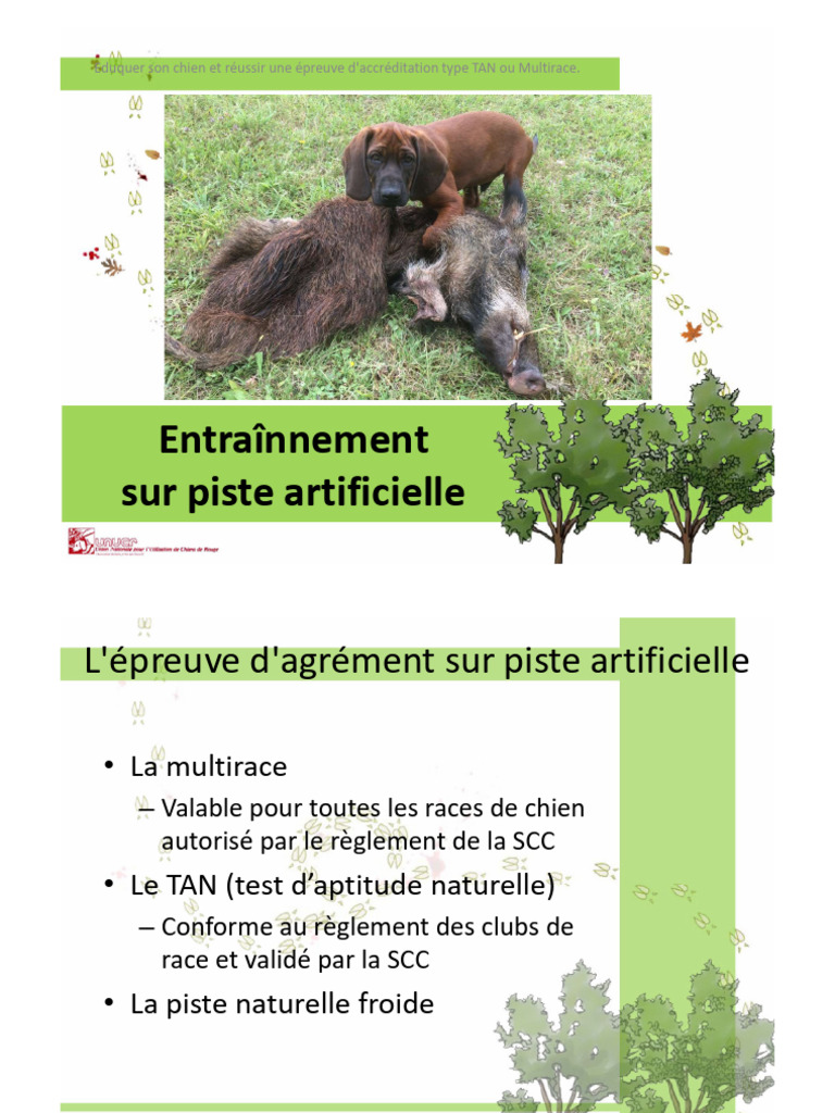 Éducation canine : réussir le TAN et Multirace | PDF | Chiens | Zoologie