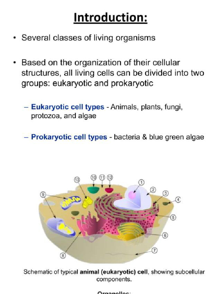 Bacterial Cell Structure | PDF