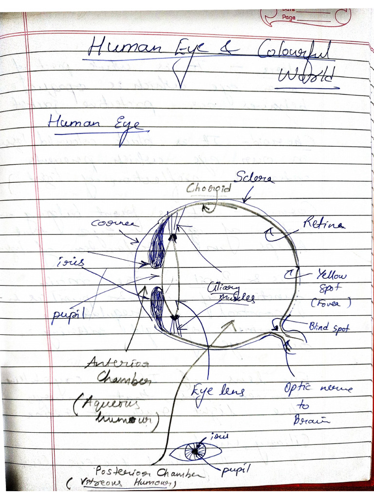 Human Eye Notes by Sudhir Sir | PDF