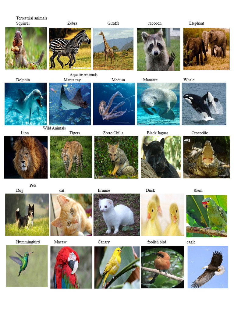 Terrestrial Animals | PDF