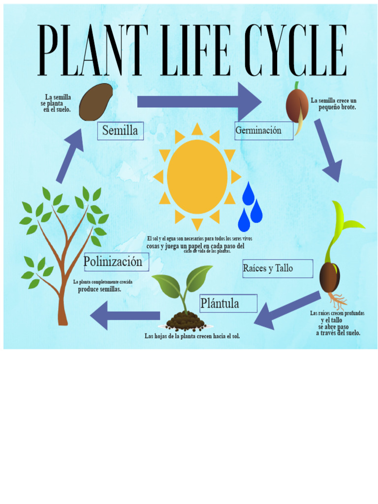 Ciclo de Vida de Las Plantas 2 | PDF