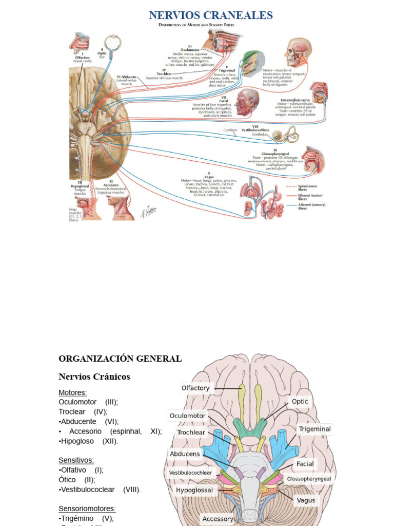 Nervios_Craneales-_trayecto | PDF | Nervio vago | Cabeza y cuello humanos