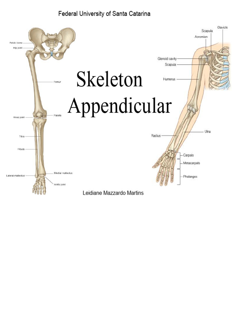 2.1- Upper and Lower Appendicular Skeleton | PDF | Human Leg | Limbs ...