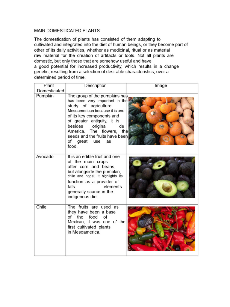 Main Domesticated Plants | PDF | Bean | Pumpkin