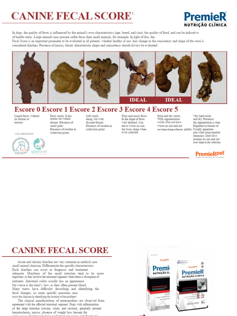 Canine-Fecal-Score | PDF | Feces | Human Feces