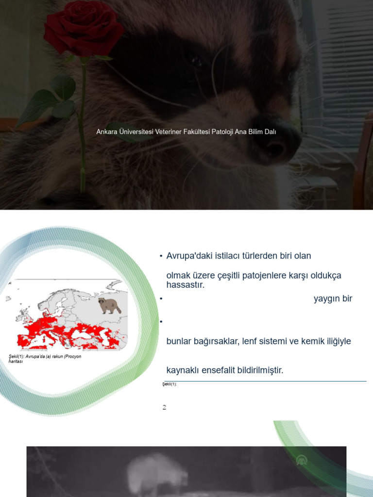 Rakunlarda Parvoviral Enteritis - Yaren Güven | PDF