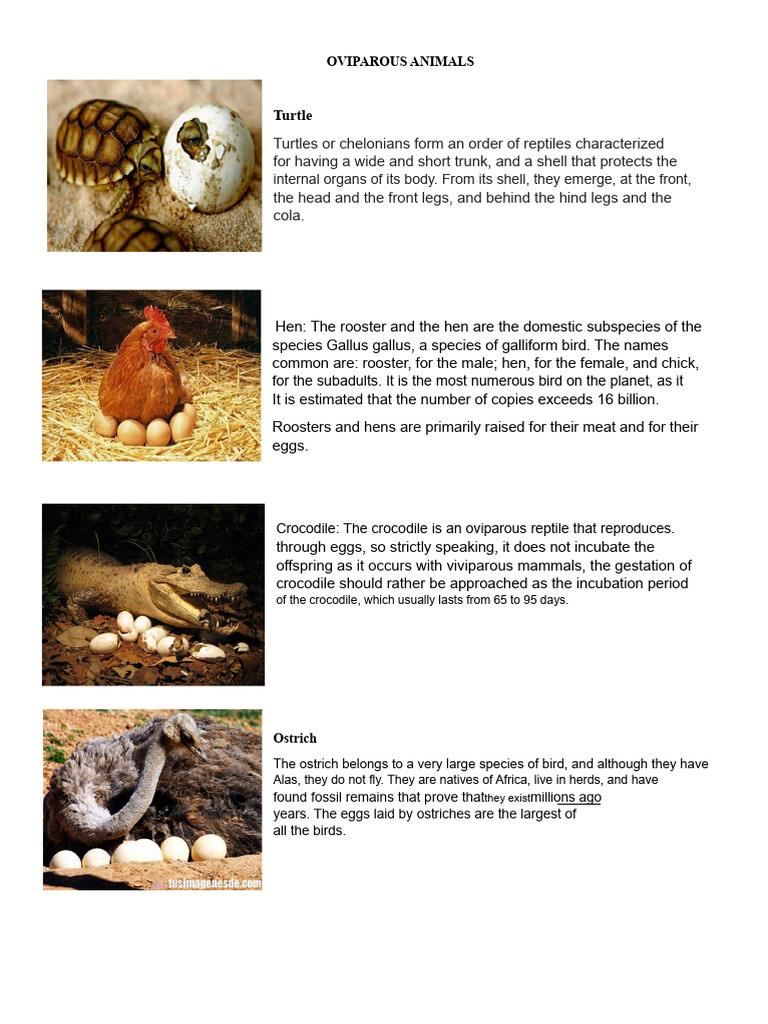 Oviparous, Viviparous, and Ovoviviparous Animals | PDF | Chicken | Egg