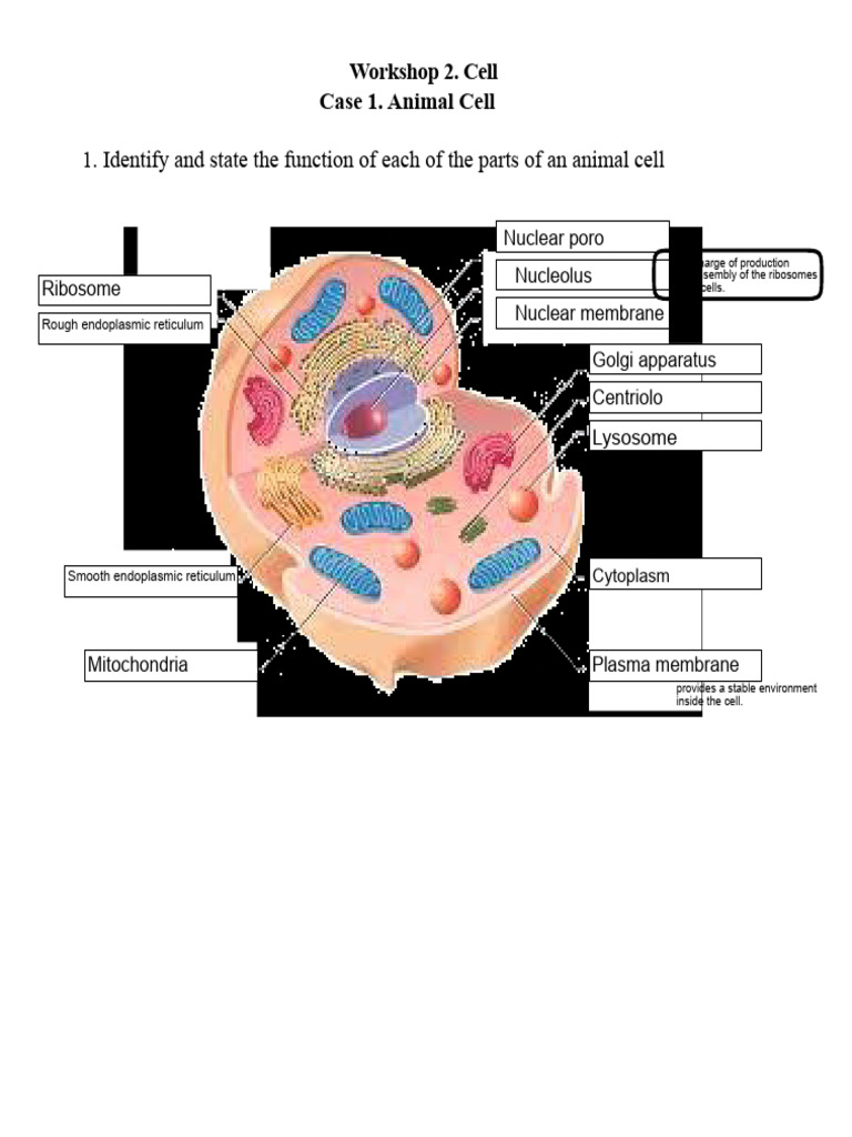 Cell workshop | PDF | Cell (Biology) | Eukaryotes