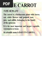 Carrot: Nutritional Benefits & History | PDF